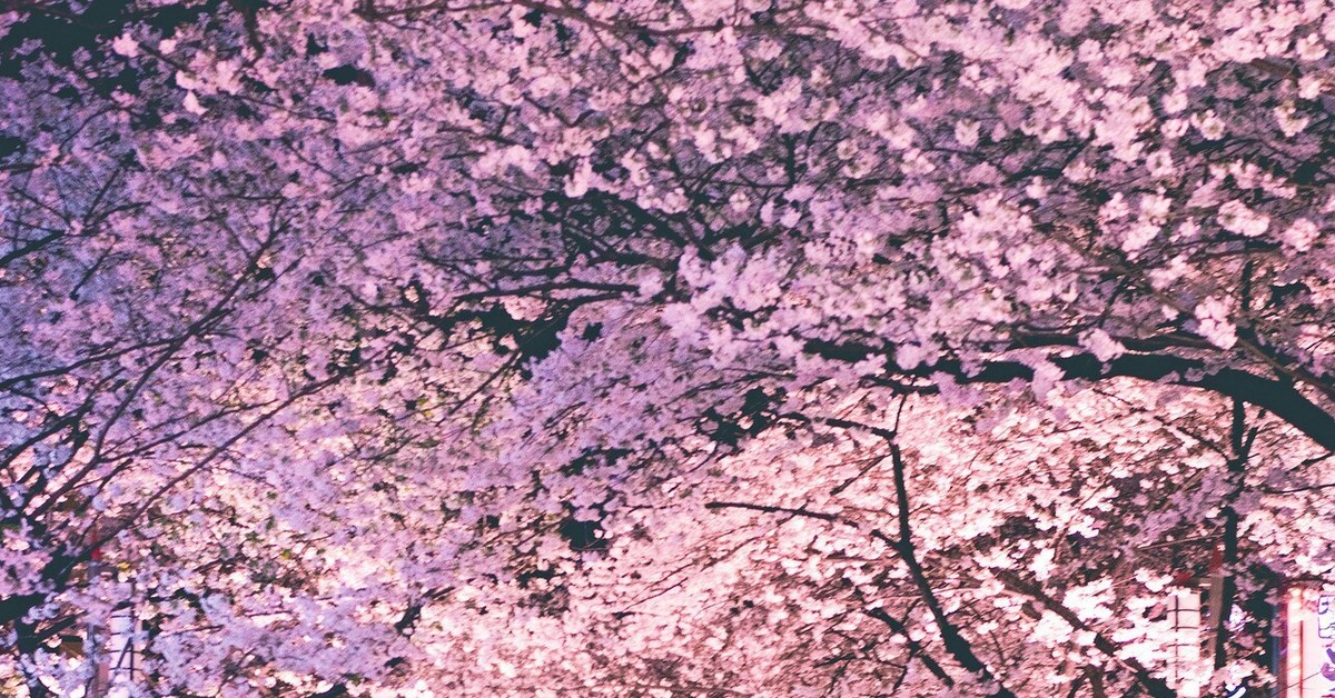 Sakura Dori - Tokyo, Japan. | Пикабу