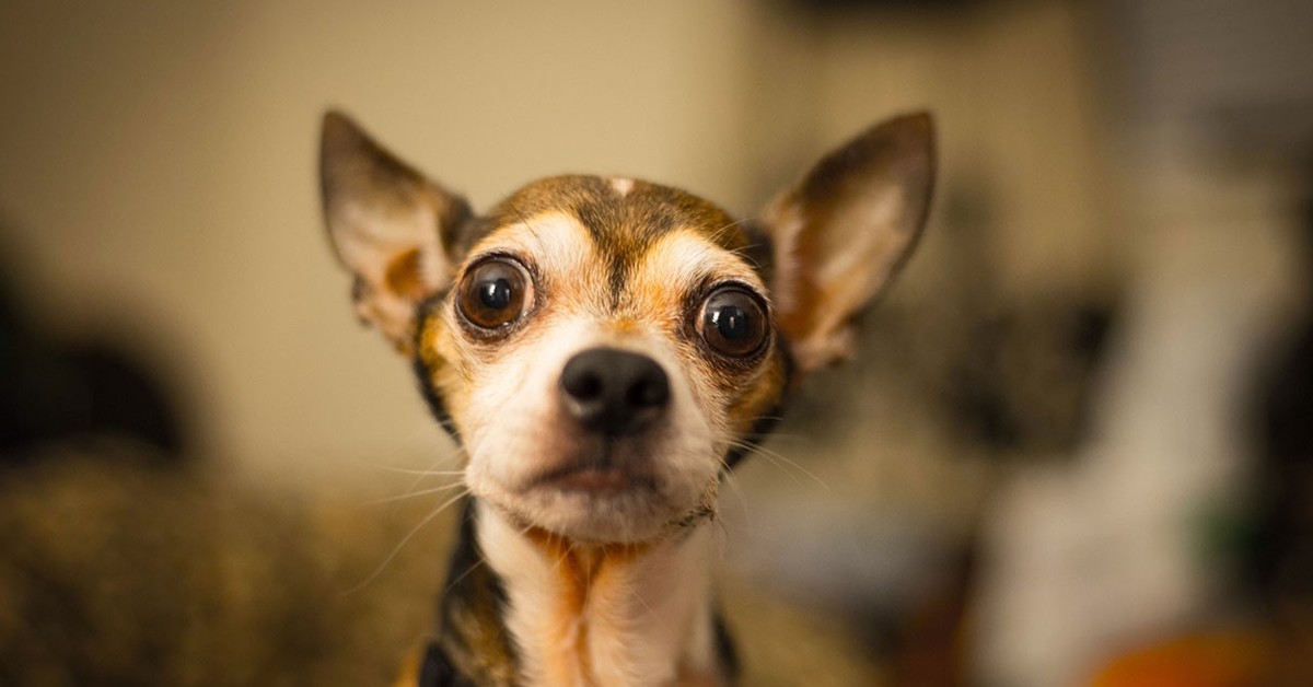 .. Эта собаченка только и радует меня.. | Пикабу