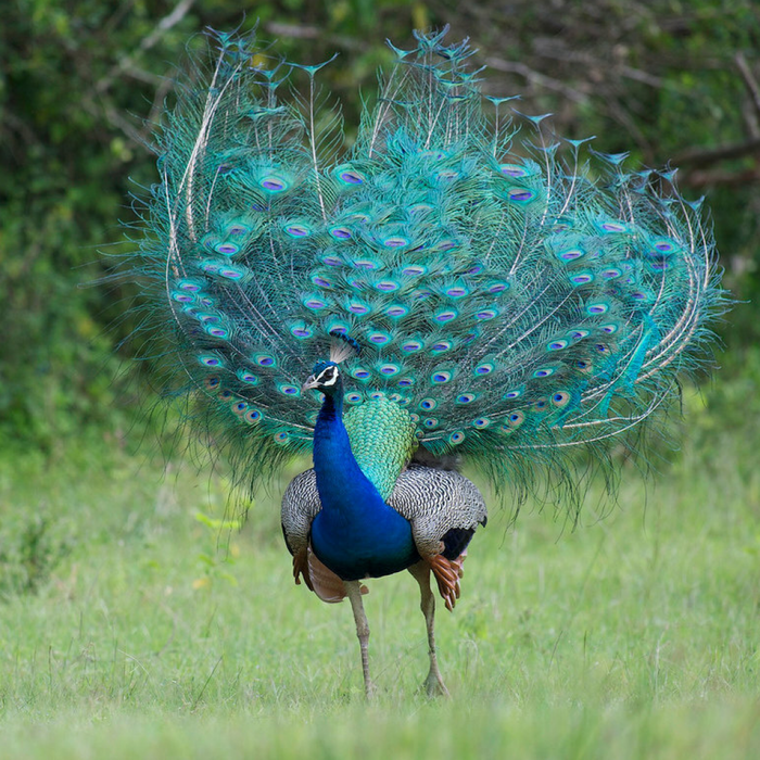 Páv - popis, druh, kde žije, čím se živí, fotografie