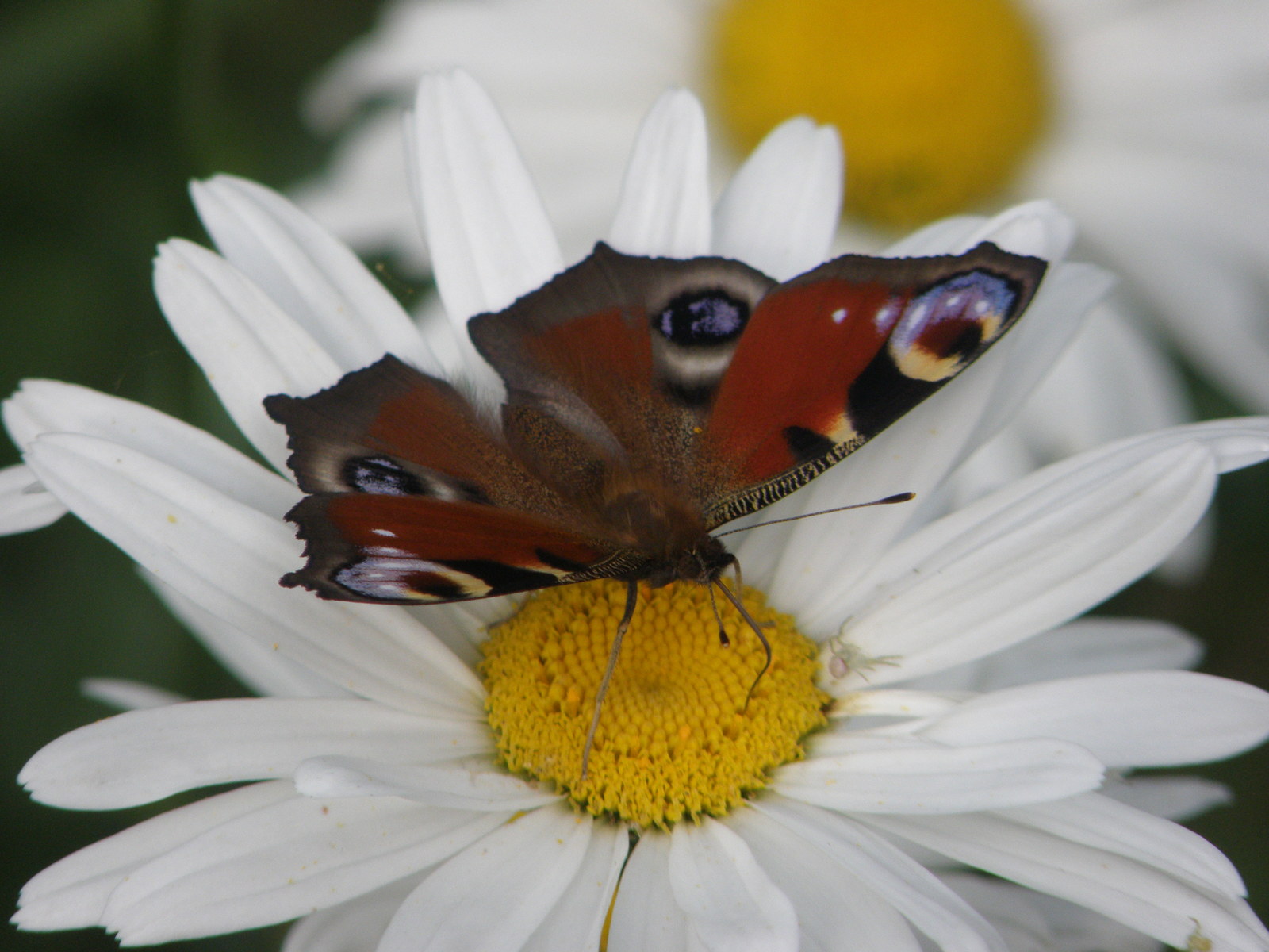 Просто бабочки. | Пикабу