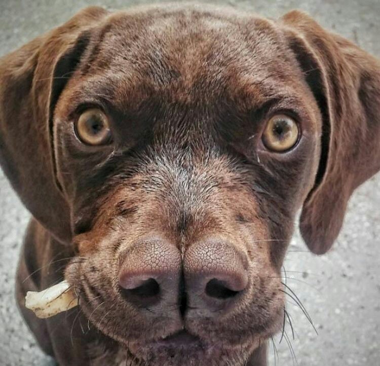 Каталбурун--порода собак с необычным носом. | Пикабу