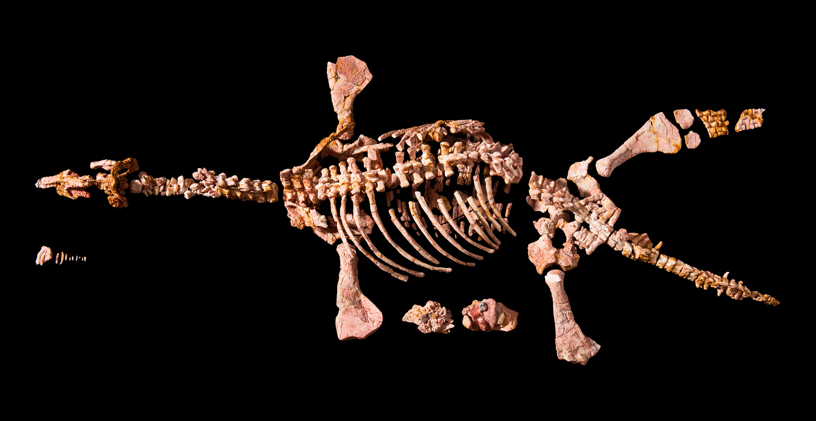 Опаловые окаменелости | Пикабу