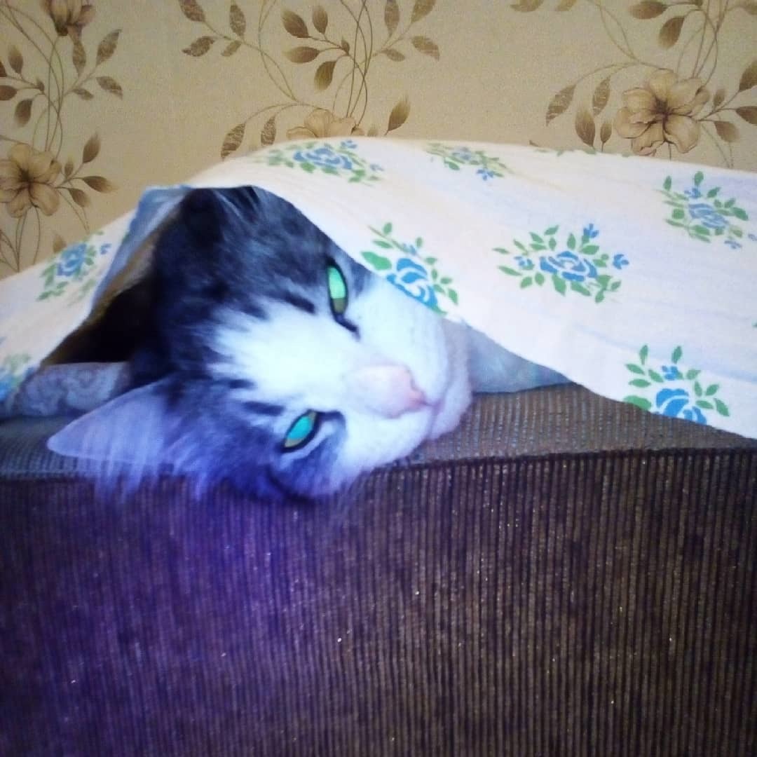 Кот | Пикабу