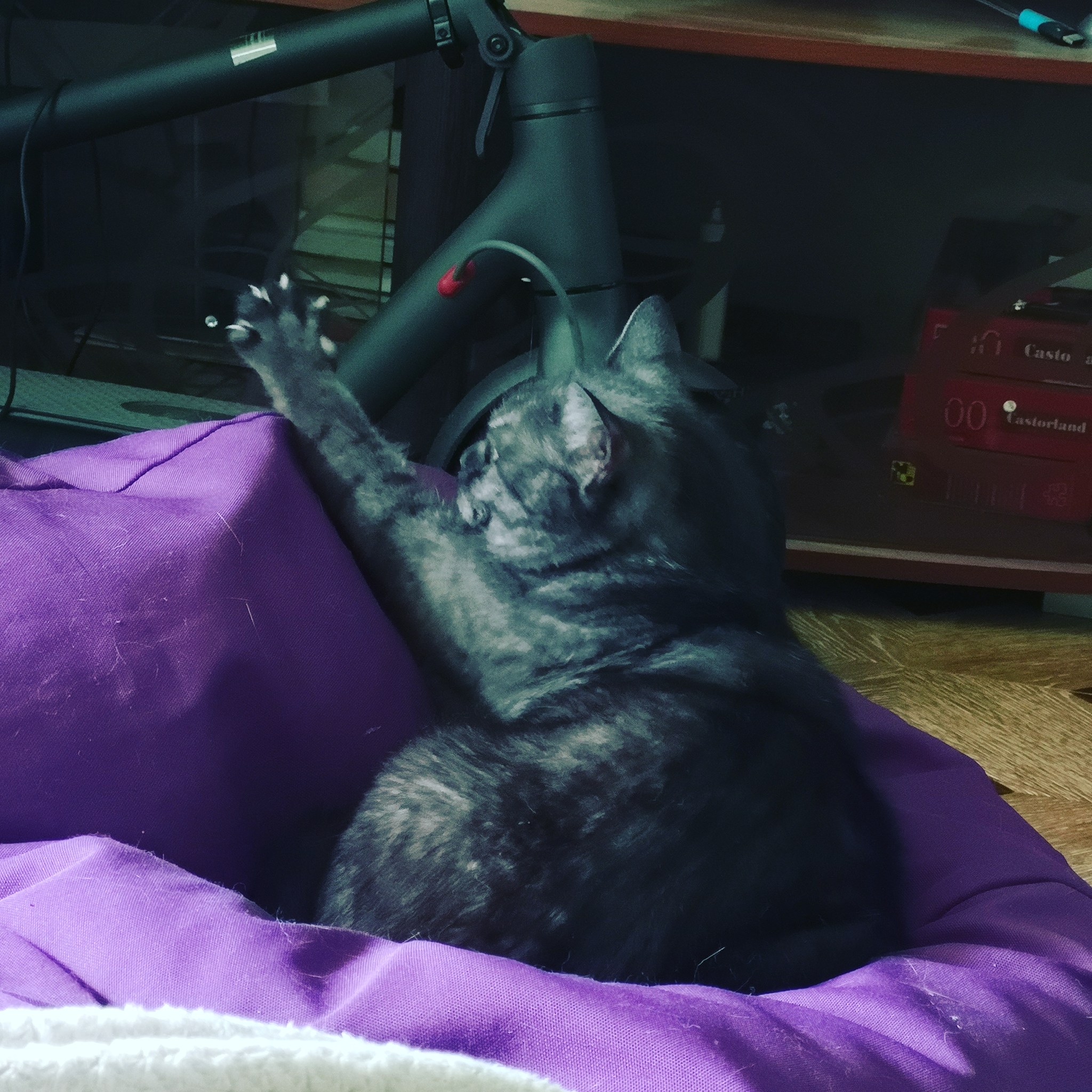 Котодень! | Пикабу