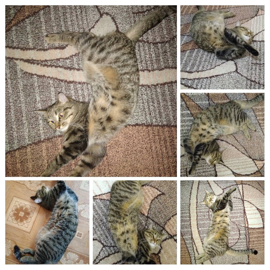 Котик | Пикабу
