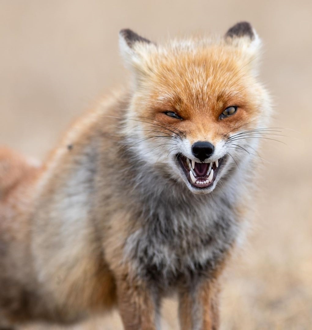 Ррррр! | Пикабу