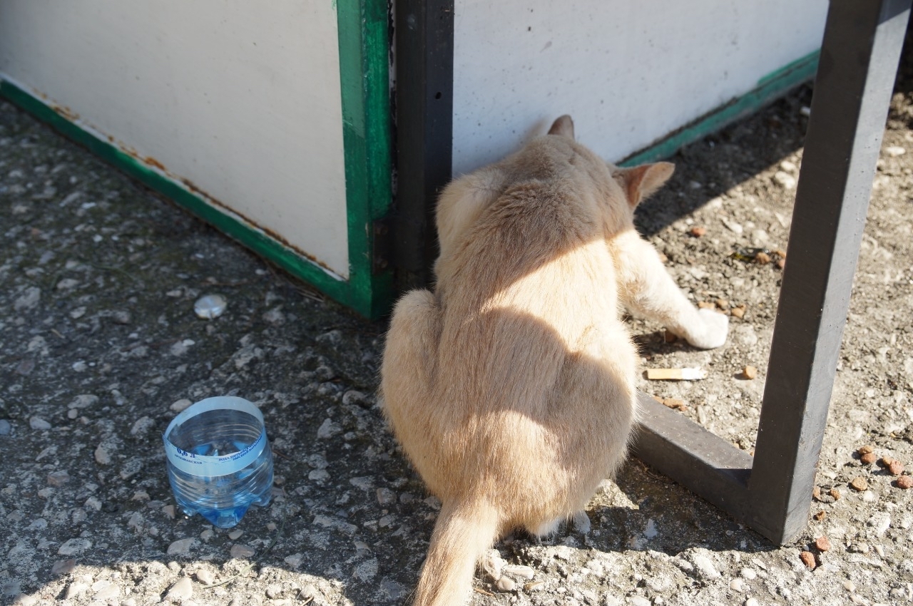 Котик на водопое | Пикабу