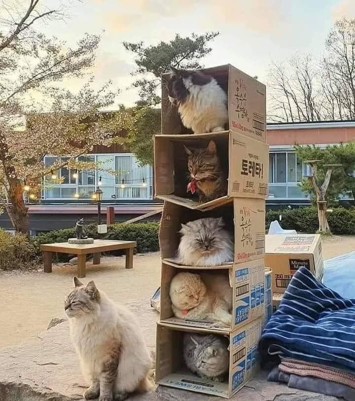 Котодом с охраной | Пикабу