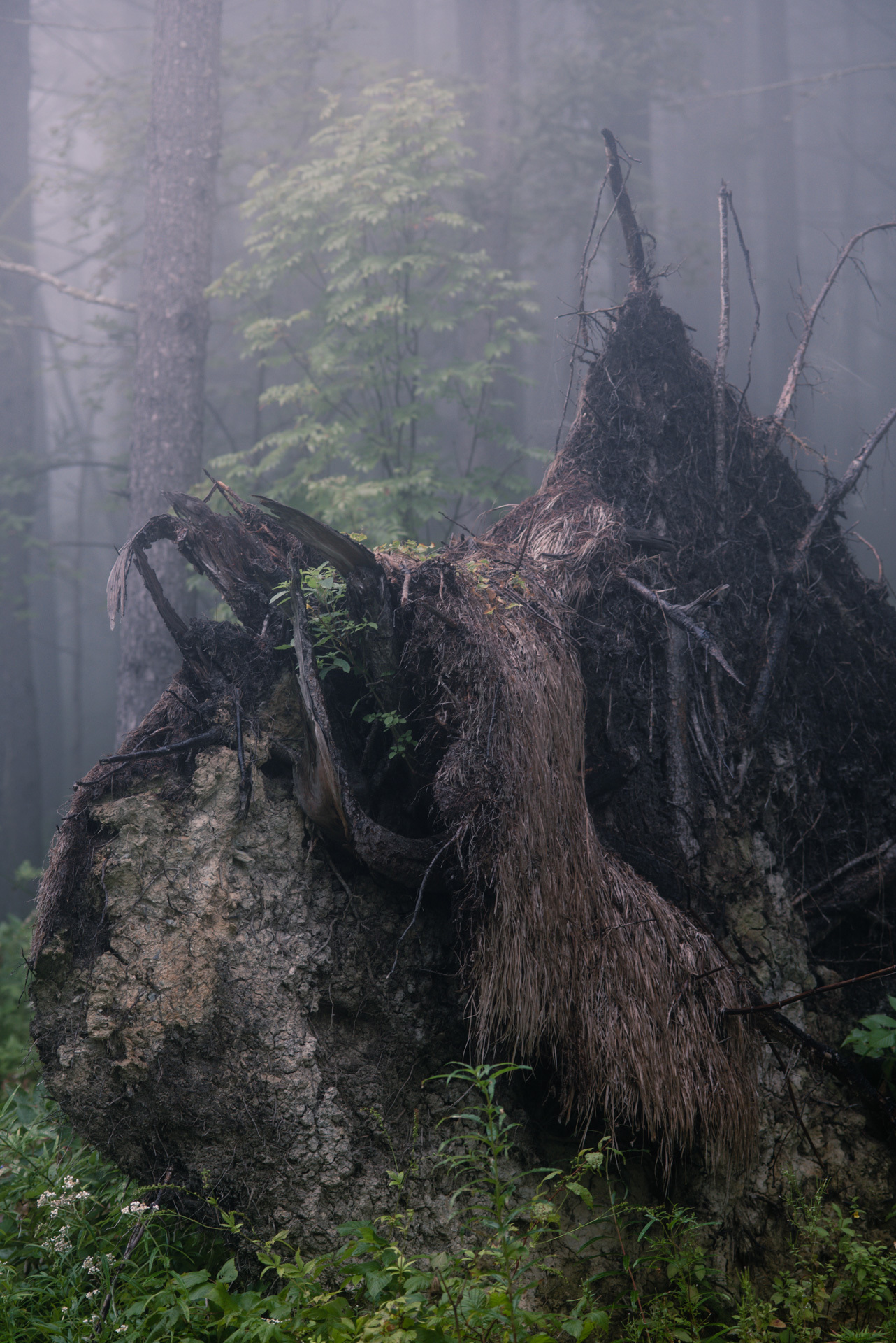 Аномалия ч2 | Пикабу