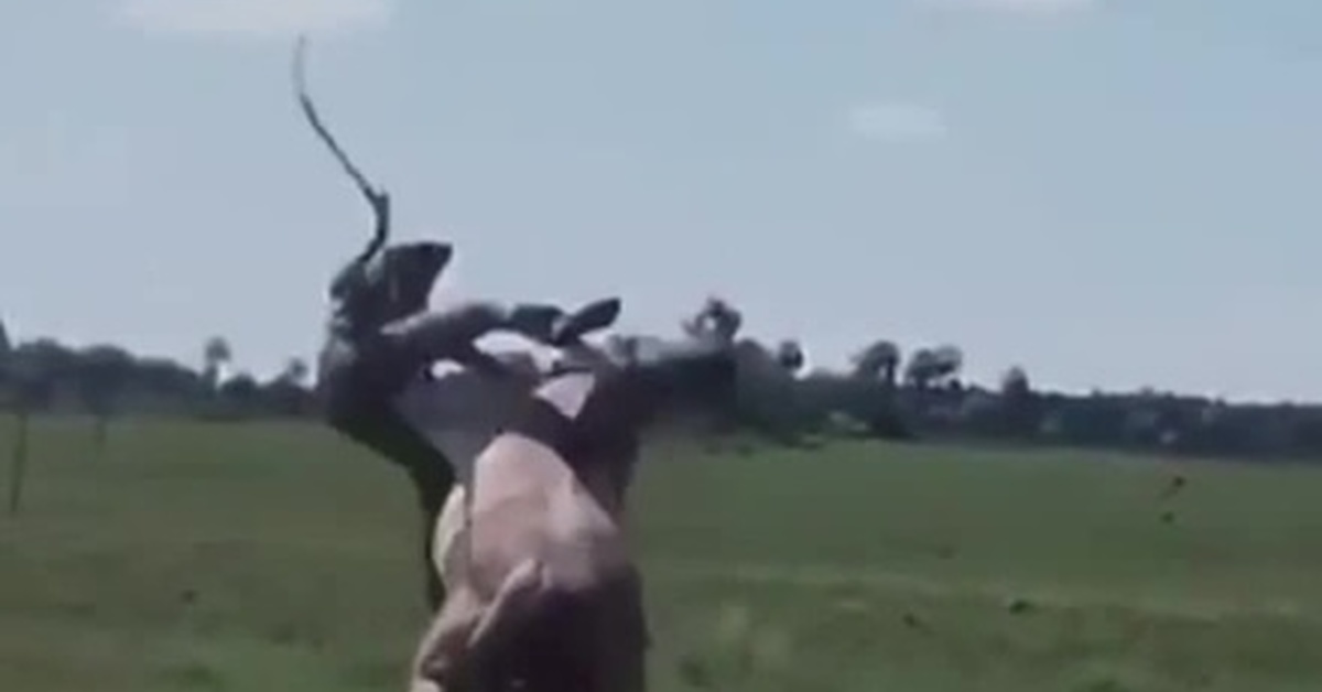 Cowboy somersault mortale | Пикабу